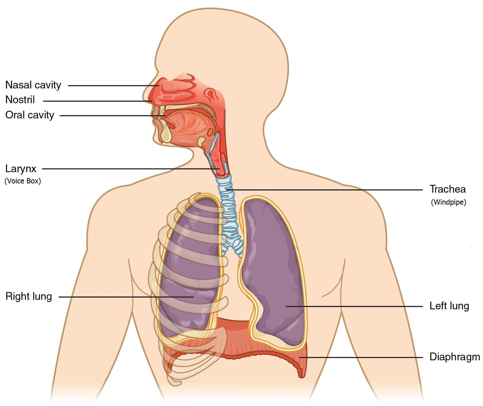How To Get Rid Of Hiccups: Causes And Remedies - Svhub